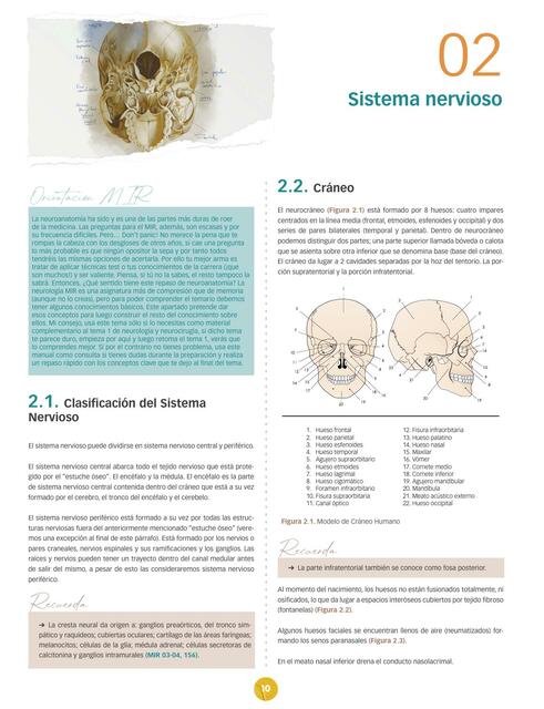 Sistema nervioso | Full ciencia | uDocz