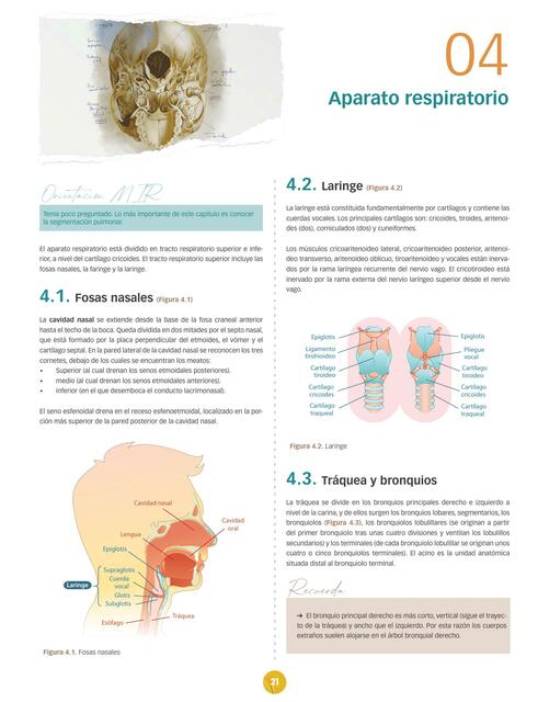 Aparato respiratorio | Full ciencia | uDocz