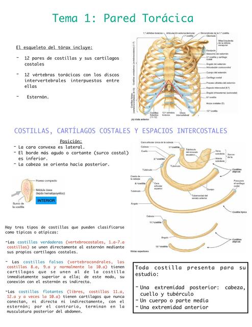 Tema 1: pared torácica | METZI | uDocz
