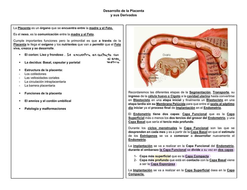 Desarrollo De La Placenta Mariana Zarelly Vargas Cárdenas Udocz
