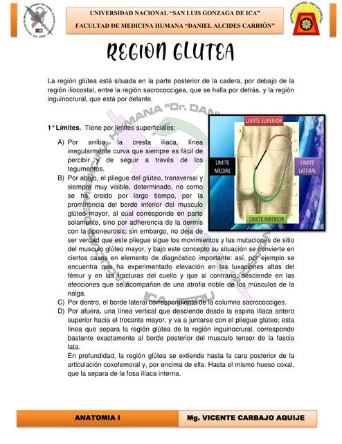 Region glutea | Med.estudios | uDocz
