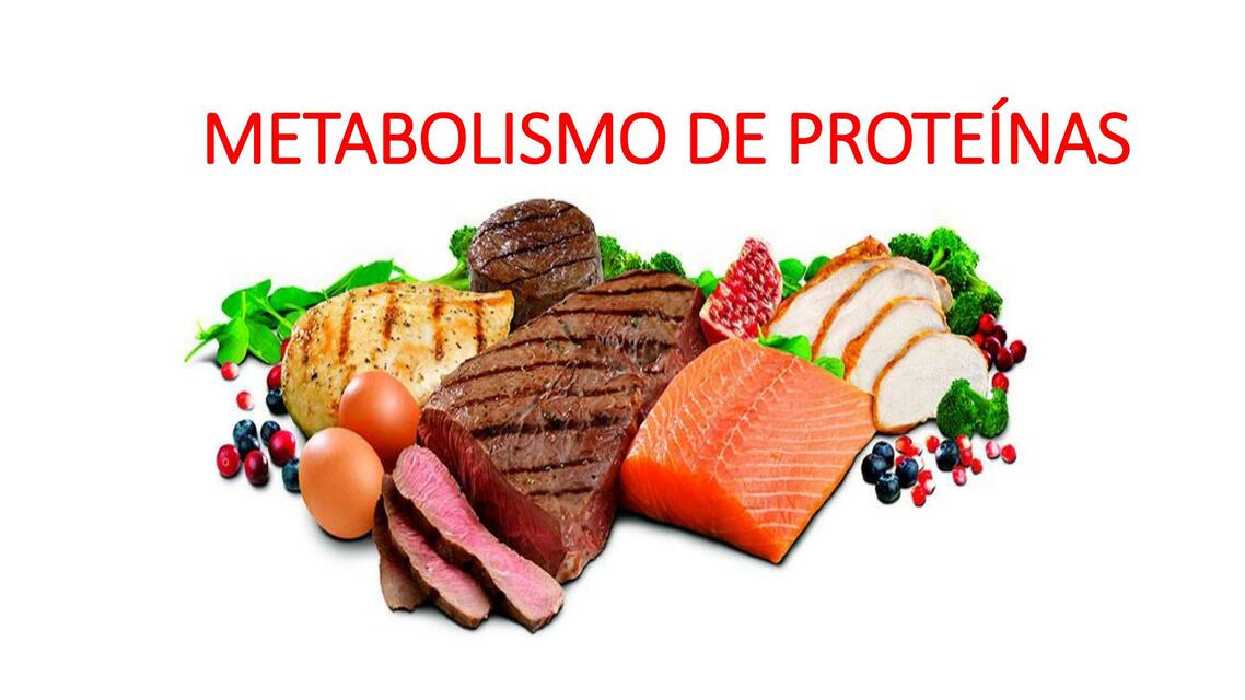 Metabolismo de Proteínas | Luis A. | uDocz