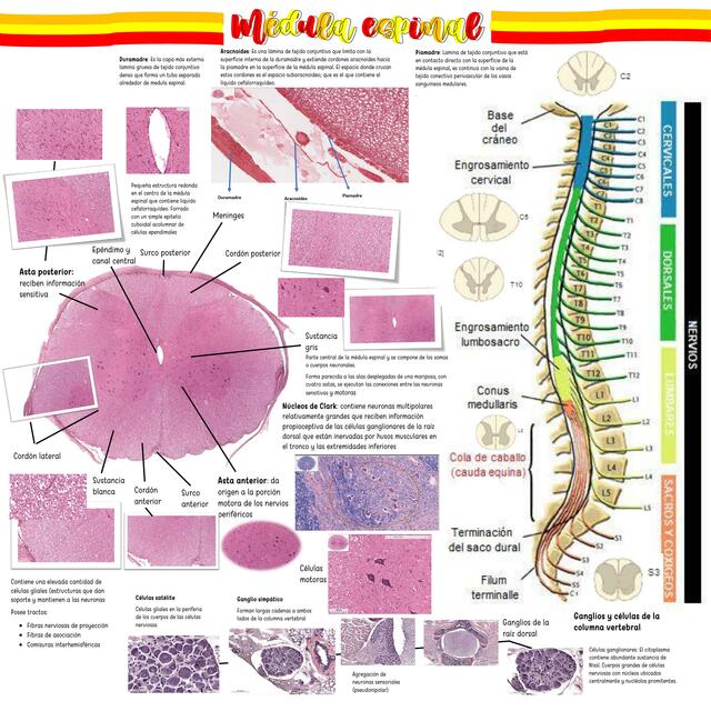 Histología de la Médula espinal (mapa conceptual) | Medi_Hami | uDocz