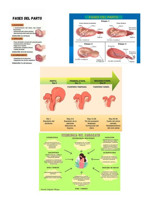 Fases del parto | Esmeralda González González | uDocz