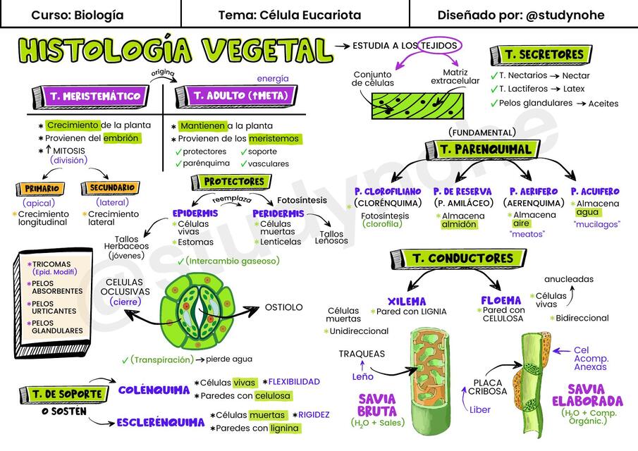 Histología Vegetal | Nohema Masgo Poma | uDocz