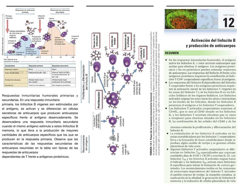 Activación del linfocito B y producción de anticuerpos | CMKZ | uDocz