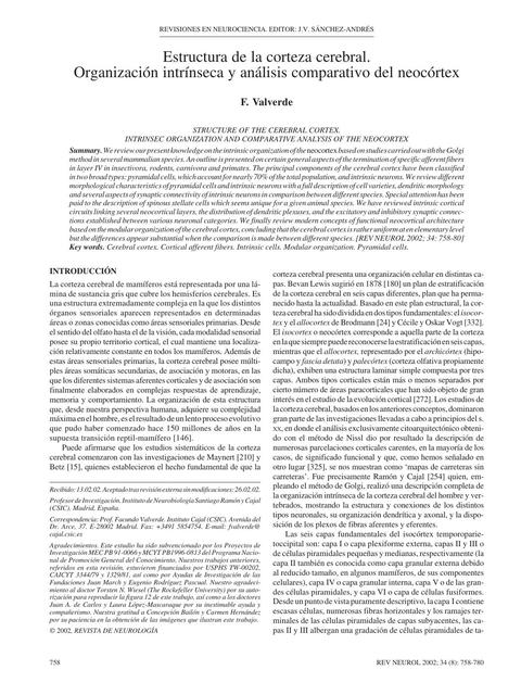 Estructura de la corteza cerebral Organización intrínseca y análisis ...