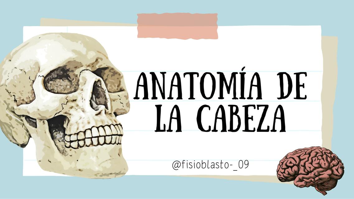 Anatomía | uDocz
