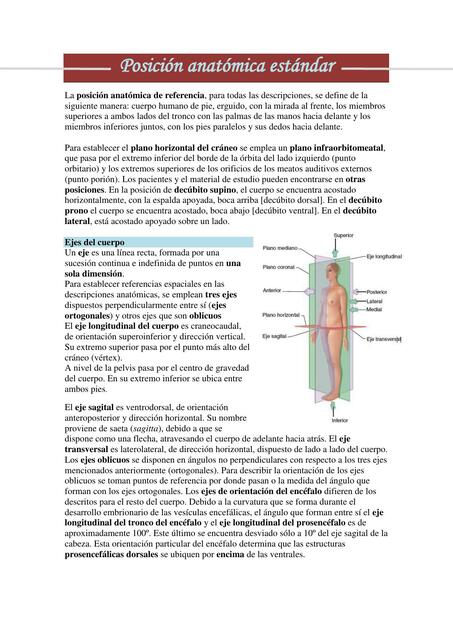 Posición anatómica estándar | Agustina | uDocz