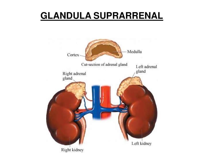 SUPRARRENAL ALUMNOS | Med Apuntes | uDocz
