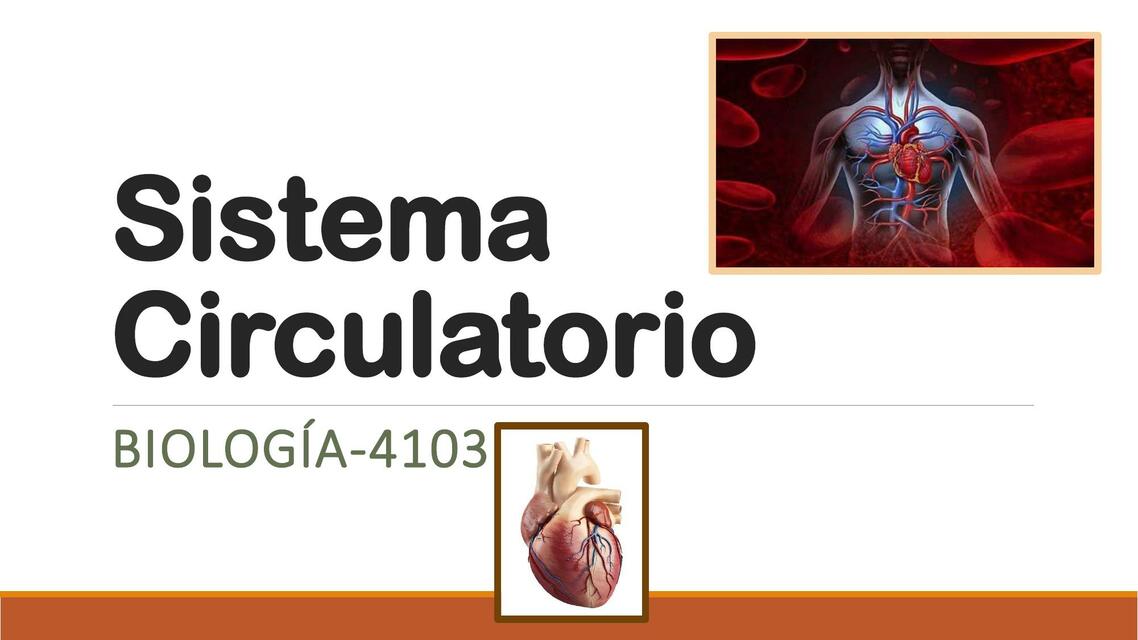 Sistema Circulatorio | Jireh | uDocz