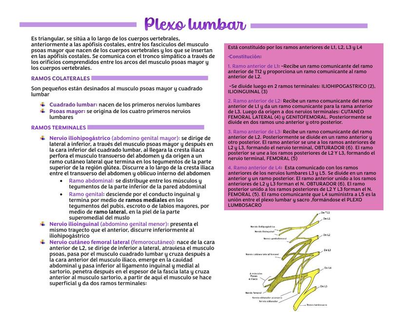 Inervación miembro inferior | Danna Delgado | uDocz