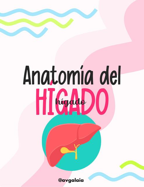 Flashcards de ANATOMÍA DEL HÍGADO | Por Daniela Ávila García | uDocz