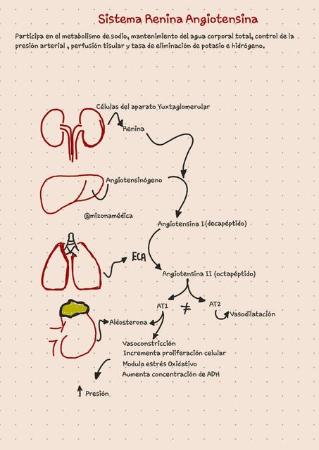 Sistema renina angiotensina | Mizonamédica | uDocz