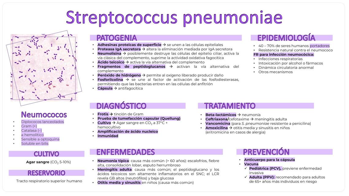 Streptococcus pneumoniae | Karen | uDocz