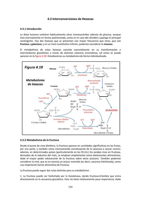 Interconversiones de hexosas | Biólogos y genética | uDocz