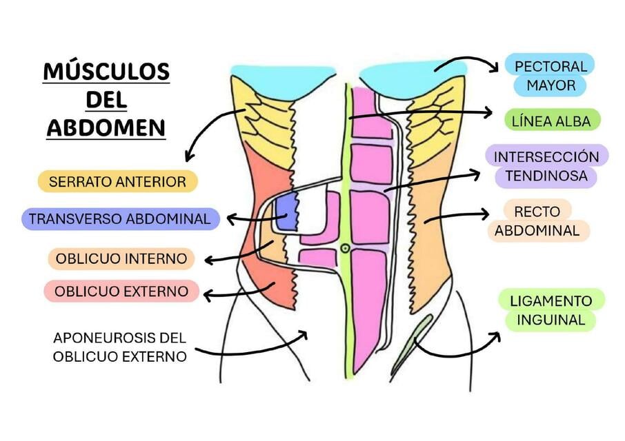Músculos del abdomen | MedStudent | uDocz