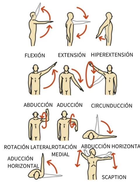 Movimiento anatómicos | MedStudent | uDocz