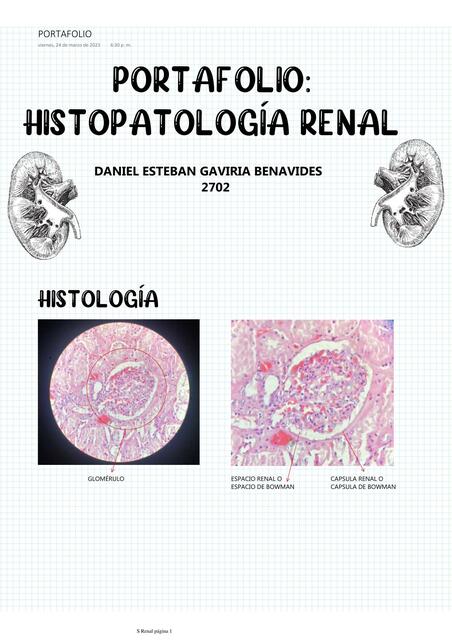 Histopatología Renal | Daniel Gaviria Benavides | uDocz