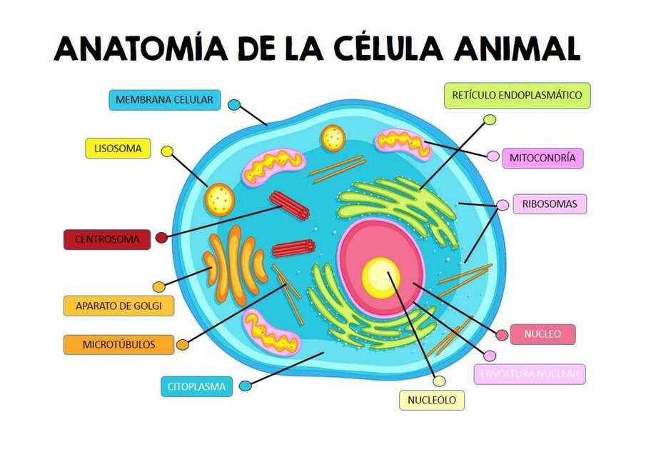 Anatomía de la célula animal | Diego Vilches | uDocz