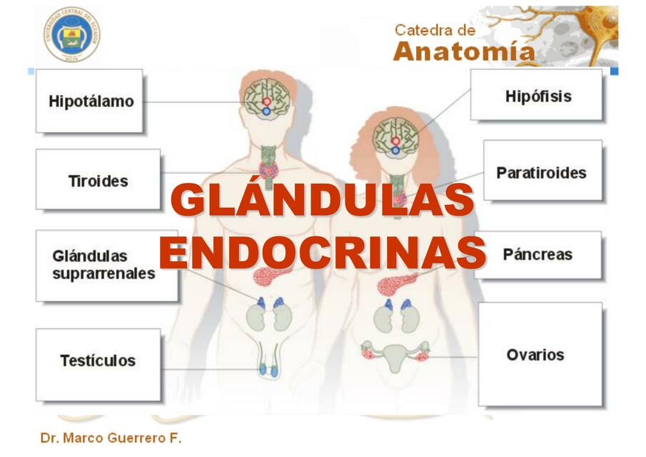 Órganos endócrinos | Benjamín Gómez | uDocz