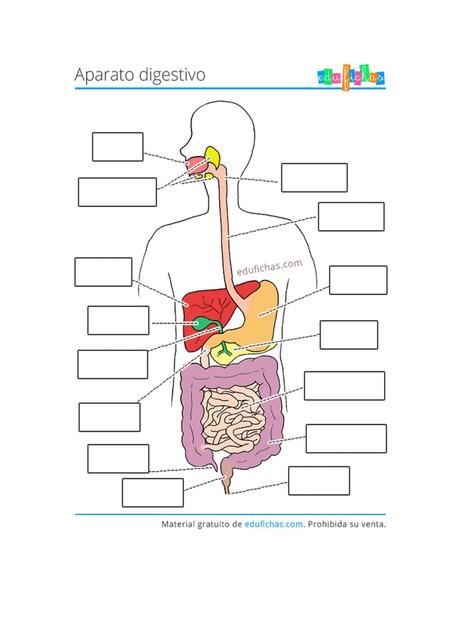 Aparato Digestivo | X33 _* | uDocz