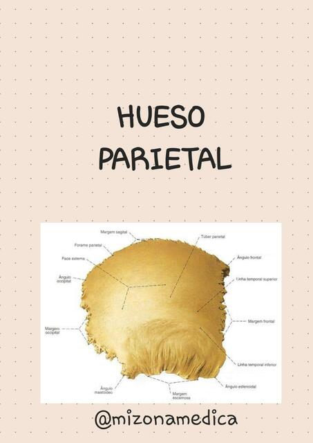 Hueso parietal | Mizonamédica | uDocz