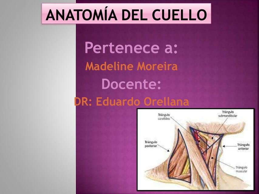Anatomia del cuello | Mabel Pariona Chuñocca | uDocz