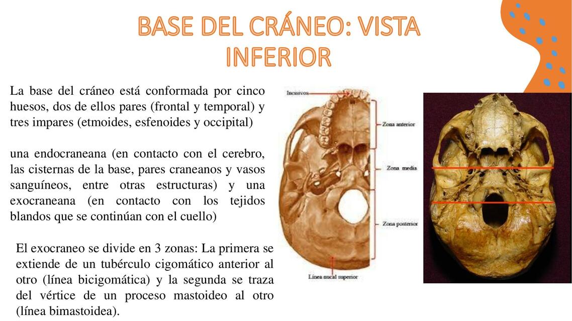 Base del cráneo : vista inferior | Mabel Pariona Chuñocca | uDocz