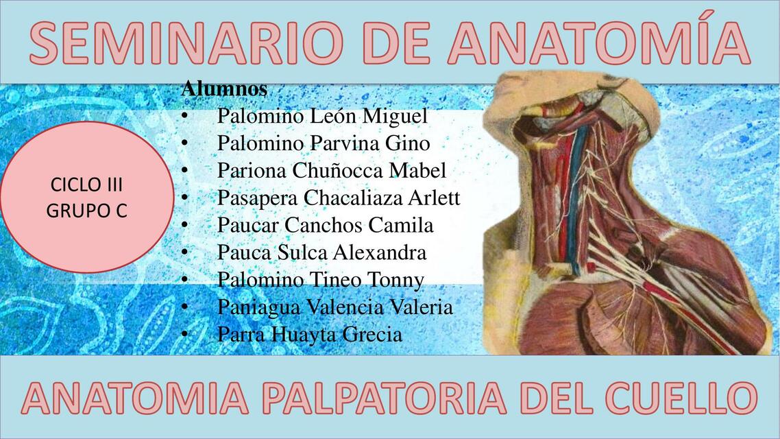 Flashcards de Anatomia superficial | Por Mabel Pariona Chuñocca | uDocz