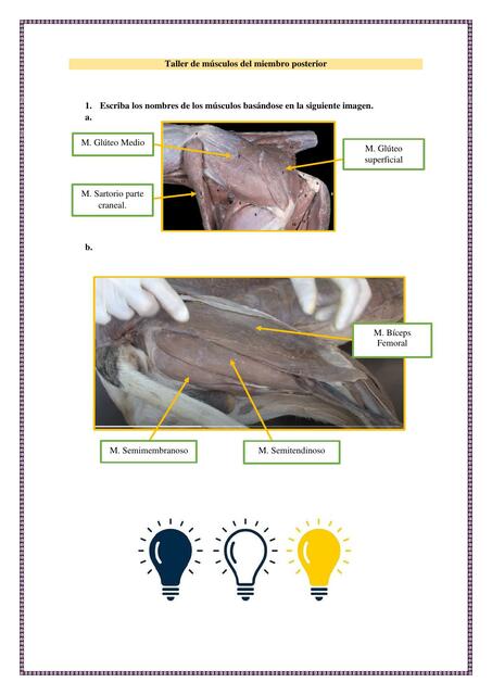 Músculos del Perro - Taller | Eli Mrnt | uDocz
