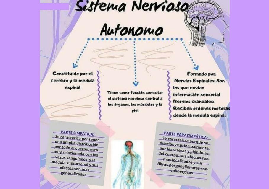Sistema nervioso autónomo | fraii | uDocz