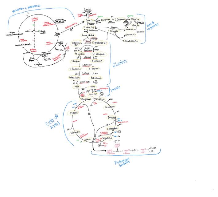 Rutas metabolicas de carbohidratos | Britney Hernández | uDocz