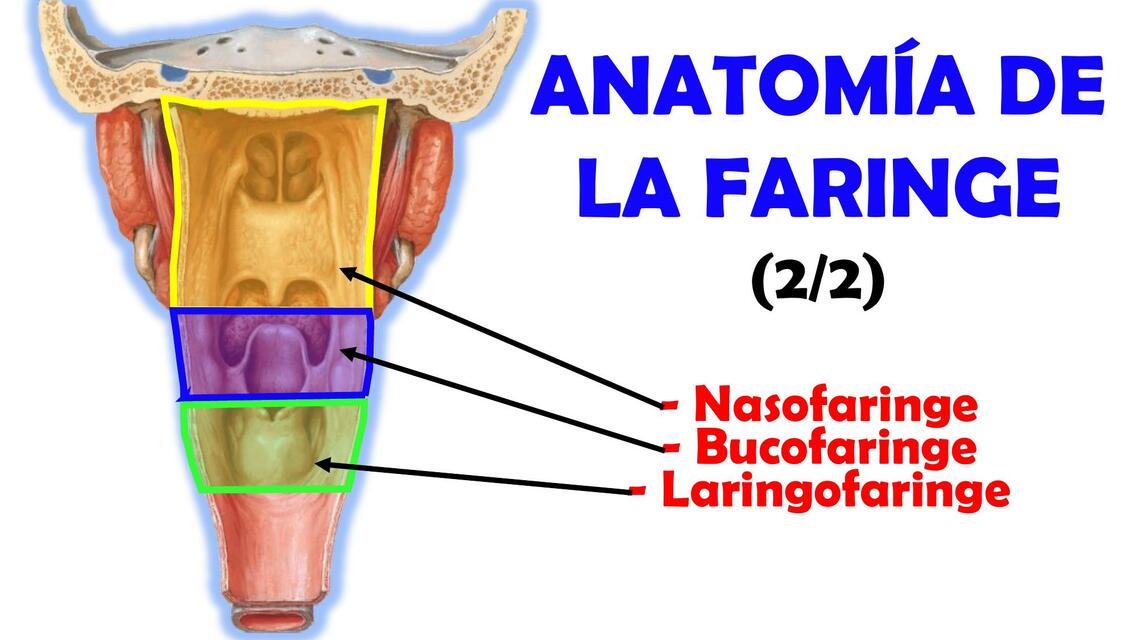 Anatomía de la Faringe 2: Nasofaringe, Bucofaringe, Laringofaringe | Full ciencia | uDocz