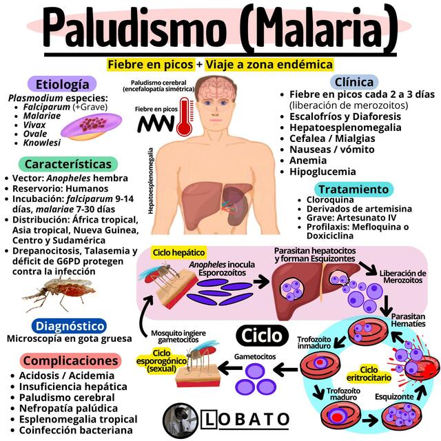 Paludismo Malaria 🦟🩺| Clínica, Ciclo, Diagnóstico, Tratamiento ...