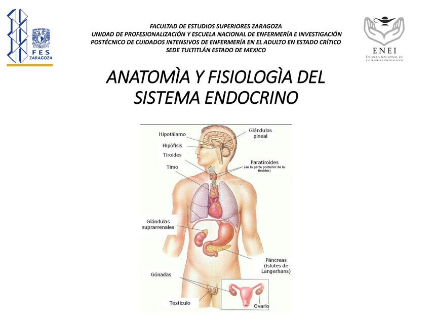 Anatomía y fisiologia del sistema endocrino | Roberto Antonio Barrera Gatica | uDocz