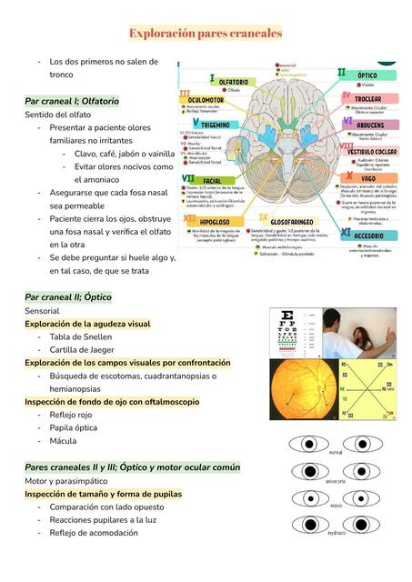 Exploración pares craneales | GuiasMed | uDocz