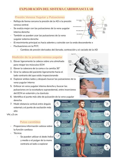 Exploración del sistema cardiovascular | GuiasMed | uDocz