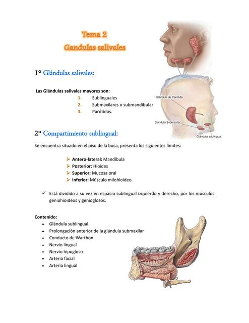 Flashcards de Glándulas Salivales | Por Carlos Daniel Cárdenas Santos ...