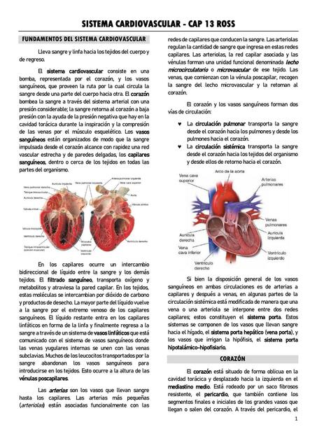 Resumen sistema cardiovascular | Rocío | uDocz