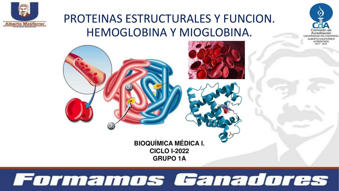 Proteínas estructurales y función hemoglobina y mioglobina | Cristy ...