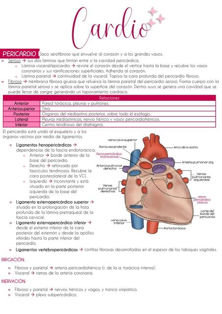Cardio | Luli | uDocz