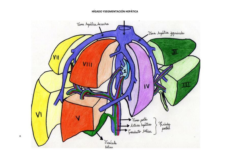 HÍGADO Y SEGMENTACIÓN HEPÁTICA | kath cárdenas | uDocz