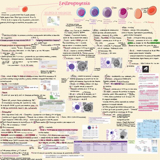 Eritropoyesis | Valeria Villanueva C | uDocz