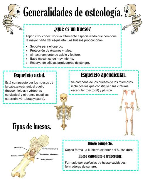 Generalidades de Osteología | VILLAGOMEZ HERNANDEZ LESLY GETSEMANI | uDocz