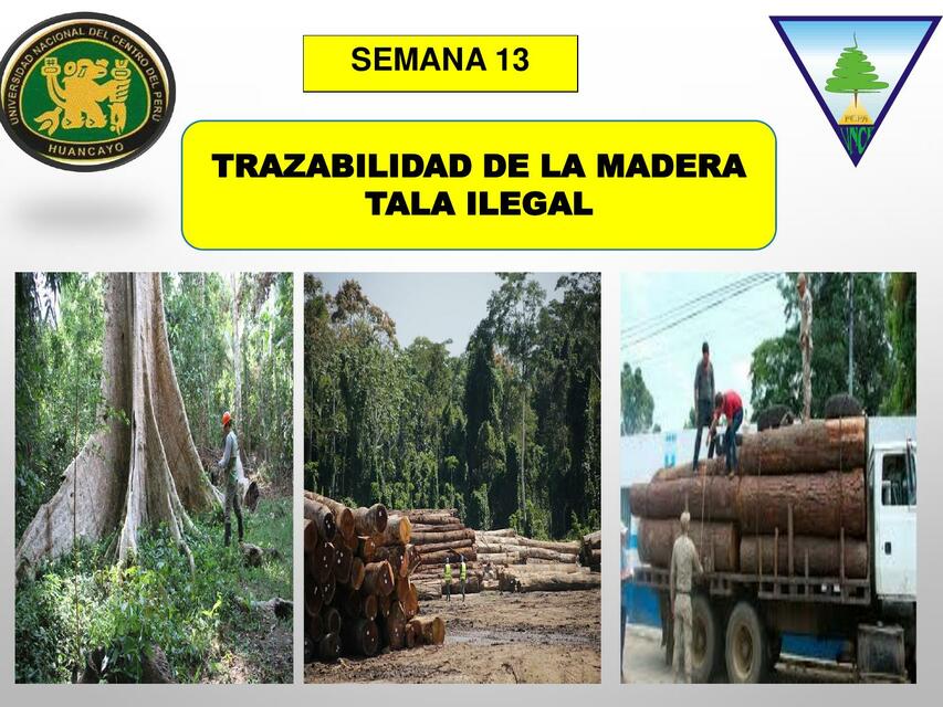 Trazabilidad de la madera tala ilegal | Evelyn Montes Valdez | uDocz