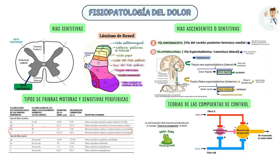 Fisiopatologia del dolor | Morichmed👩‍⚕️💊 | uDocz