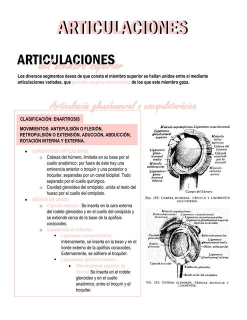 Articulaciones del miembro superior | Angélica Mena | uDocz