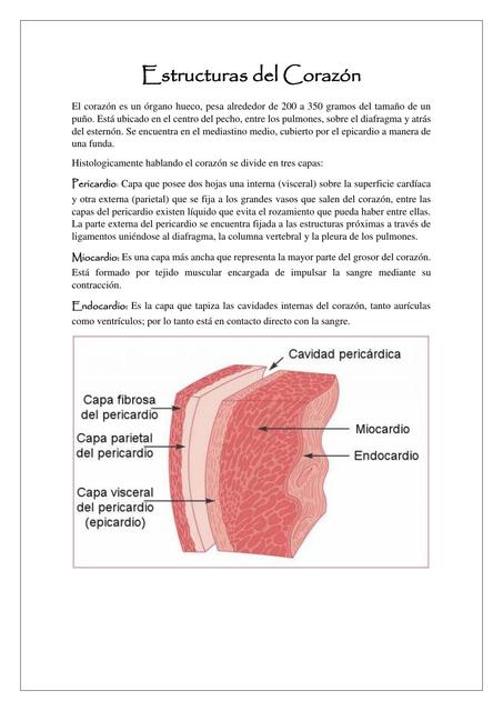 Estructuras Anatómicas del Corazón | Dentinotes_av | uDocz