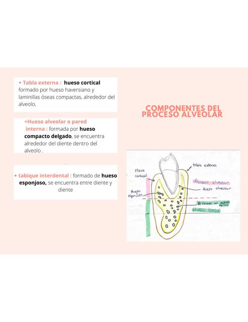 Diagrama de Componentes del proceso alveolar | Marjorie Marcela | uDocz